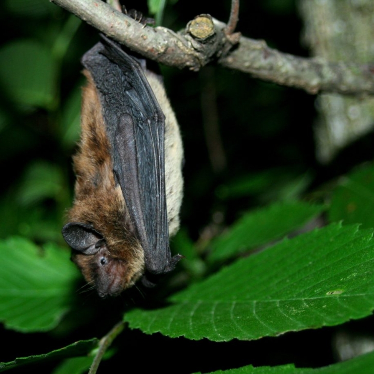 Southeastern Bat Diversity Network | education, research & management.