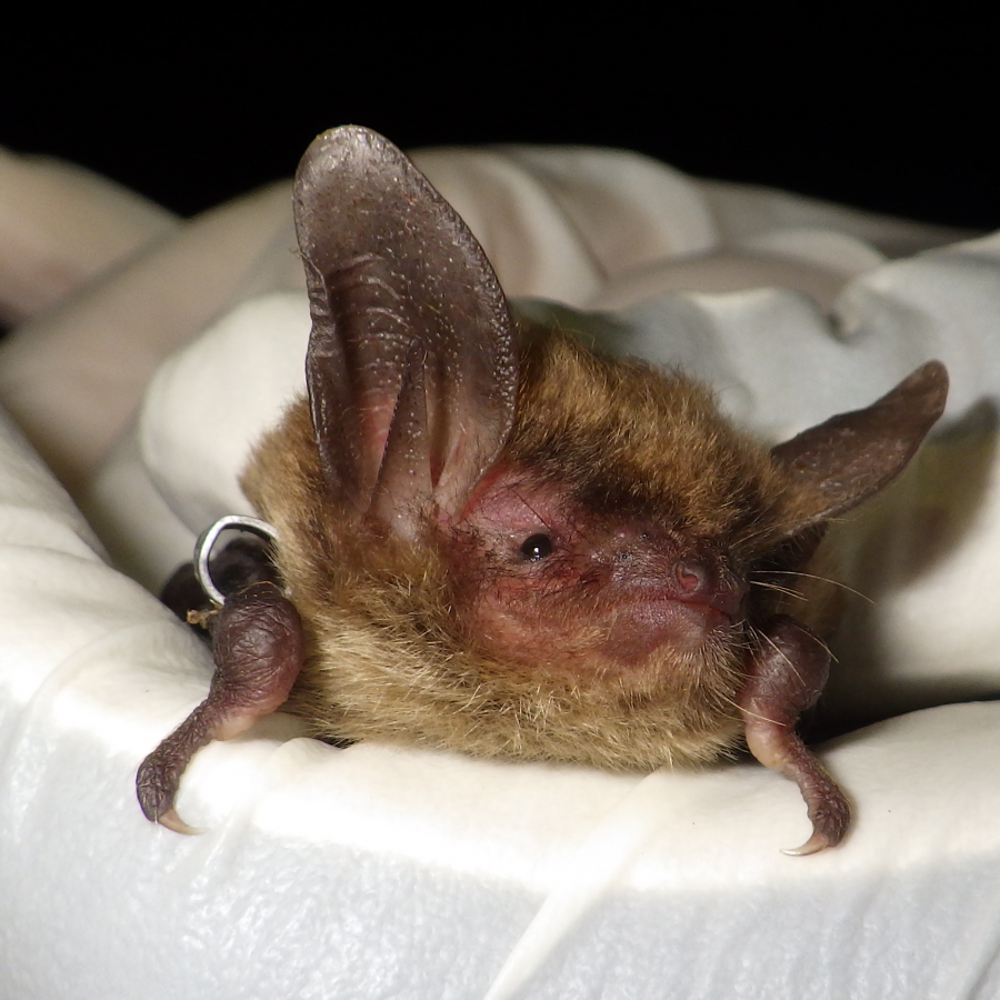 Southeastern Bat Diversity Network | education, research & management.