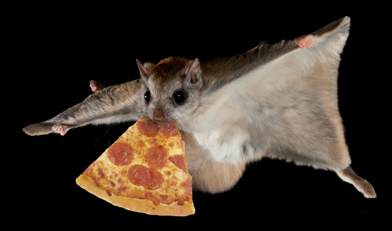 Southeastern Bat Diversity Network | education, research & management.