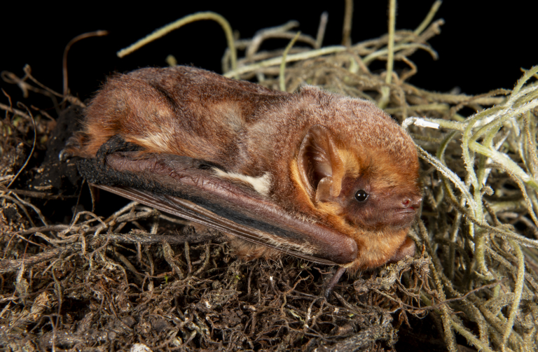 Southeastern Bat Diversity Network | education, research & management.