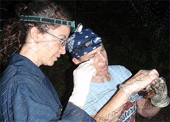 Southeastern Bat Diversity Network | Conserving Bats & Their Habitats