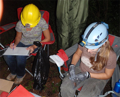 Southeastern Bat Diversity Network | Conserving Bats & Their Habitats